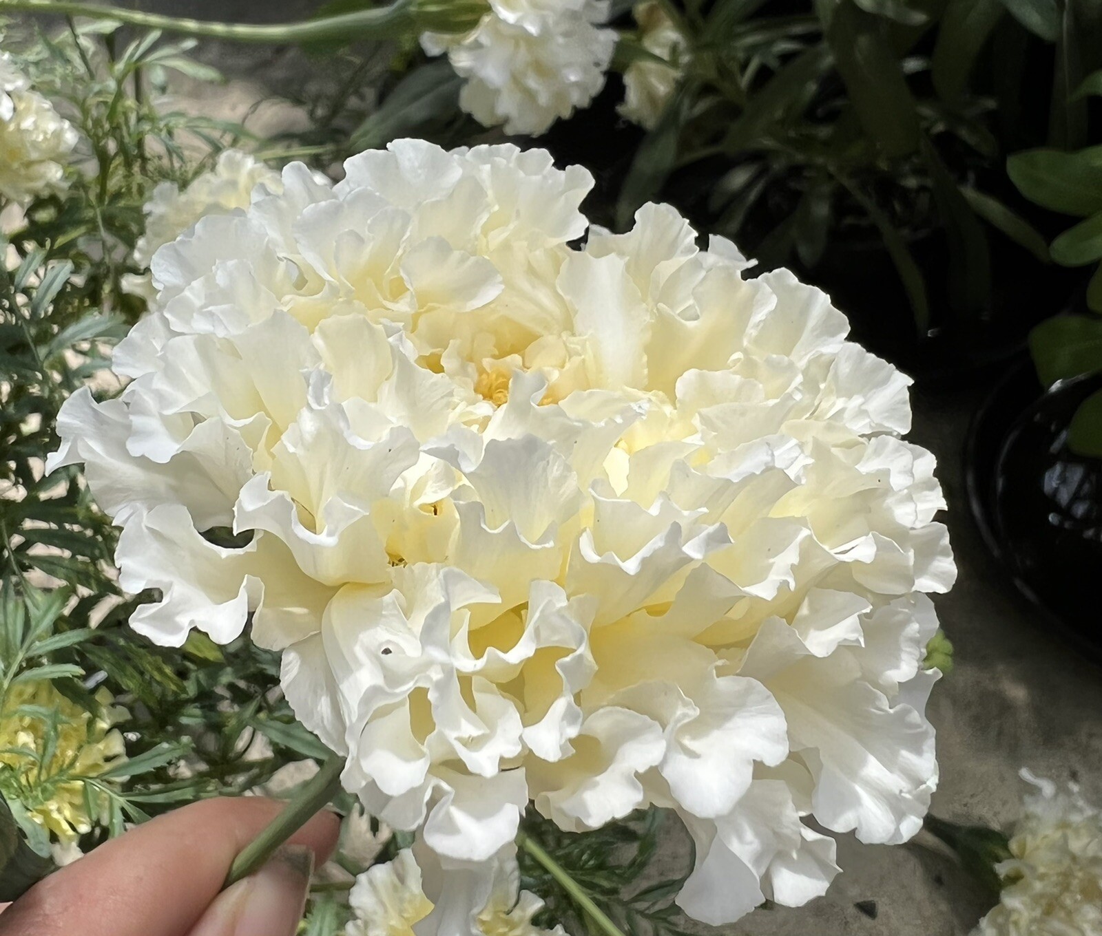 MARIGOLD SEEDS 'KILIMANJARO WHITE' WHITE MARIGOLD FLOWER 10 Seeds | eBay