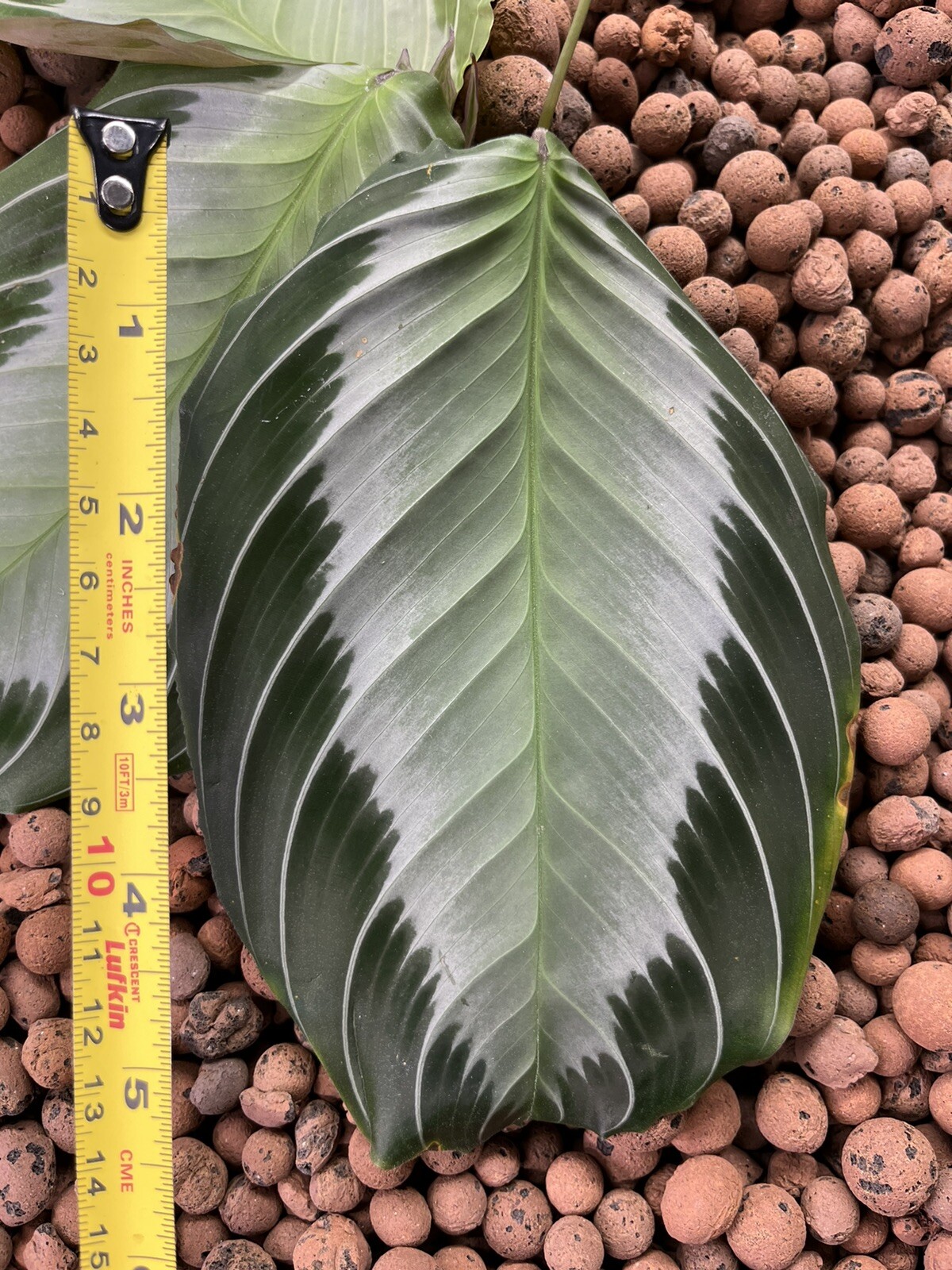 Maranta Silver Band - Heat Pack Included - Rare Tropical Plant - US ...