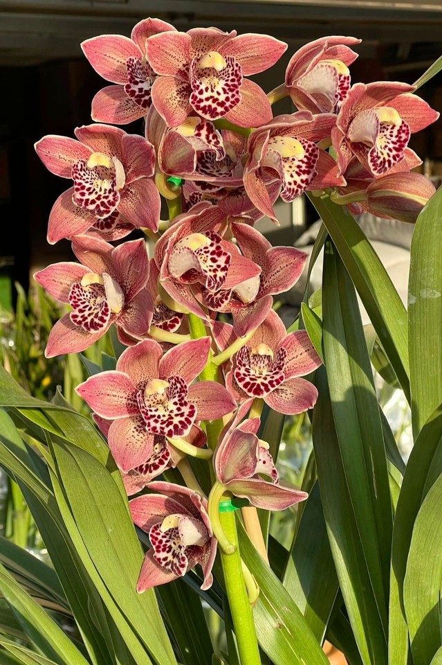 Cymbidium Nancy Miyamoto ~ 1 Gallon | eBay