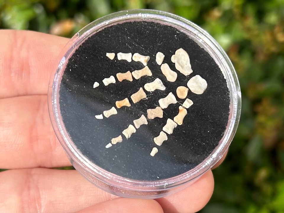 NICE Fossil Captorhinus Foot in Case Permian Reptile Dinosaur Bones ...