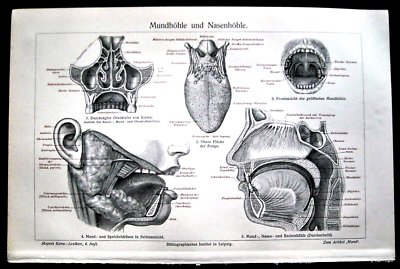 Diagramma Del Naso Umano INDICE