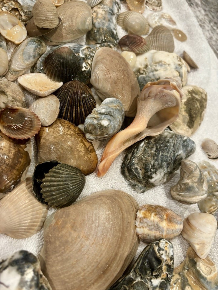 Assorted Medium and Small Sea Shells Sea Glass and Pebbles for Crafts 1 ...