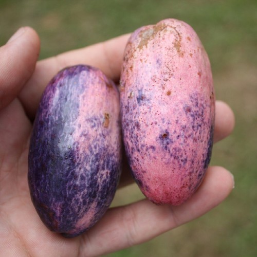 ~Safou~ Bush Plum Dacryodes edulis African Fruit Tree Live Potd Plant ...