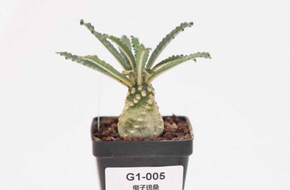 Succulent plant Dorstenia lavrani Random seedinggrowth Garden Boutique ...