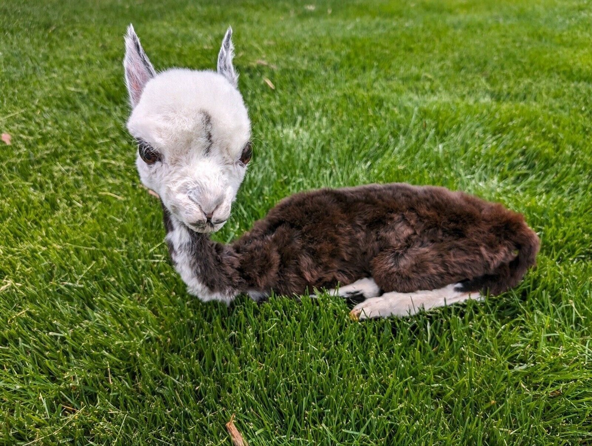 Cute Baby Llama Pictures