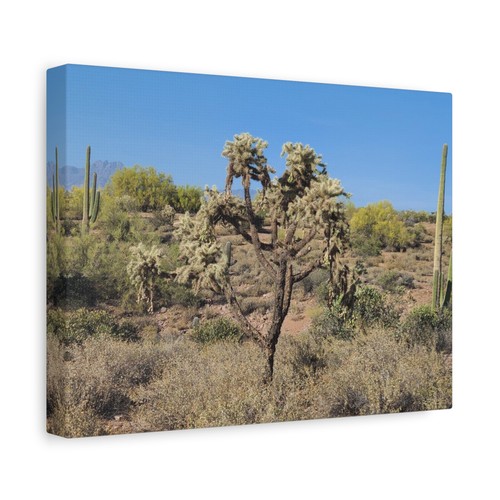 Canvas Print, Desert Chola Tree Photo, Matte Stretched, Southwestern ...