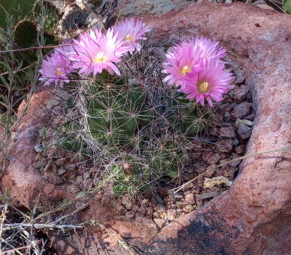 Coryphantha macromeris Giant Green Bean Tubercle Cactus Very Cold/Heat ...