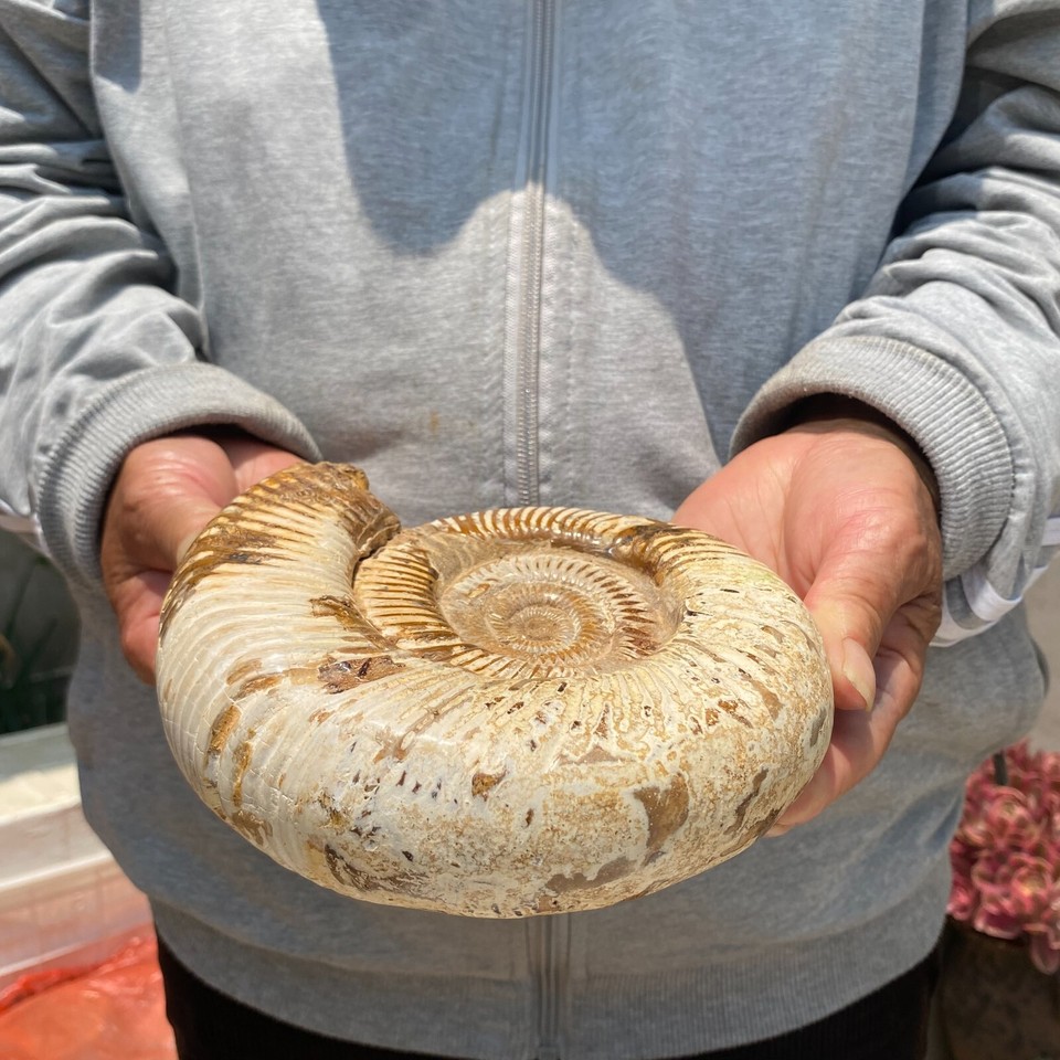 1110g Large Natural Raw Ammonite Fossil Display Collection Specimen ...
