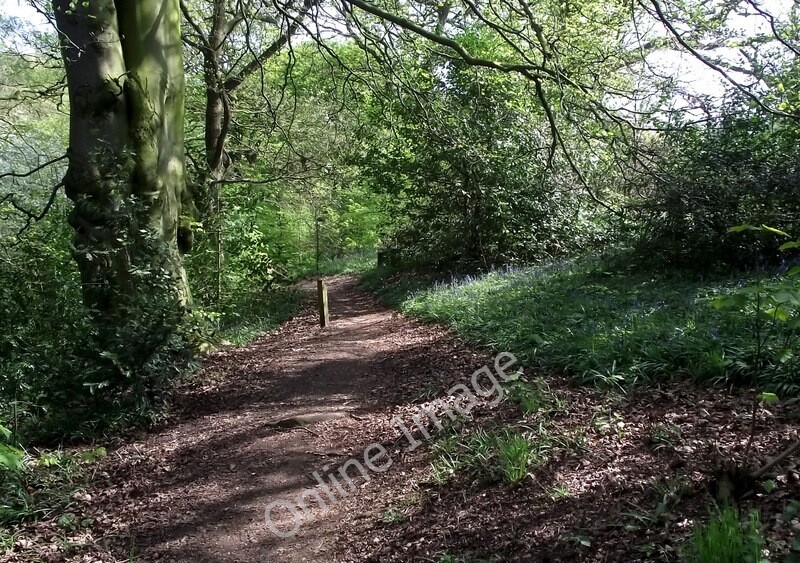 Photo 6x4 Back along the path Biddulph Looking back along the path ...