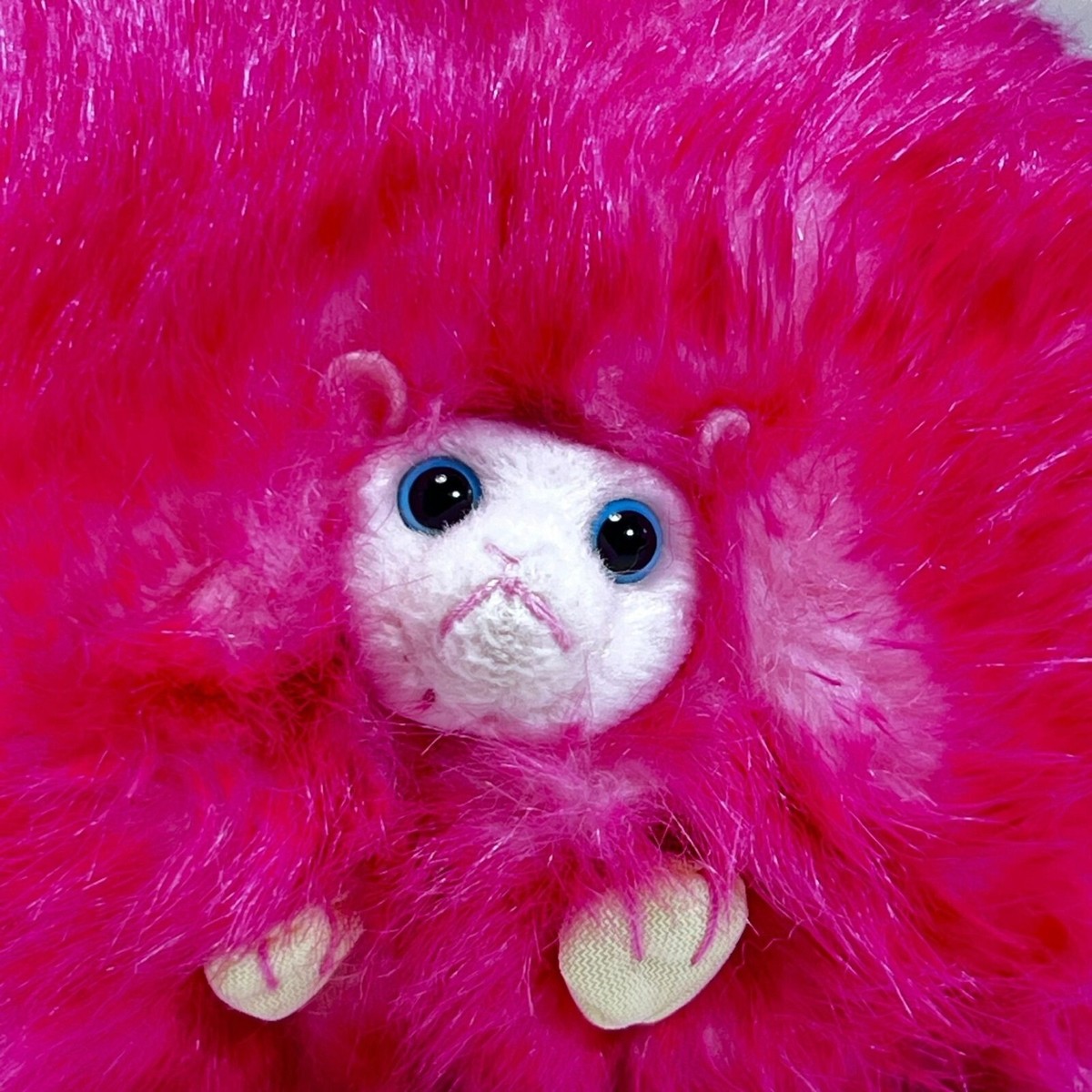 Cute Pygmy Puff