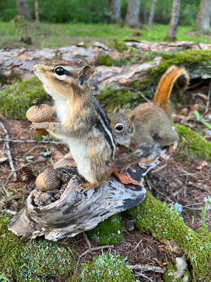 Chipmunk Taxidermy, Adirondack Chipmunk Mount, Squirrel Taxidermy ...