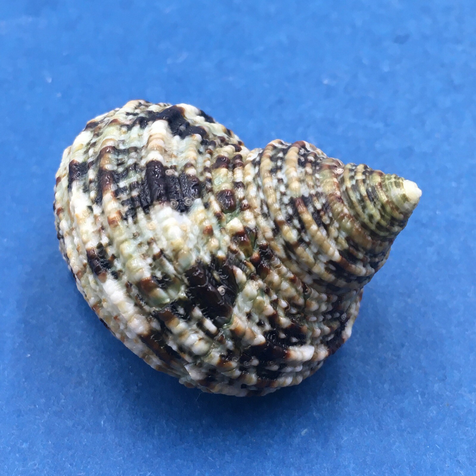 #3 Turbo intercostalis 40mm Mindanao, Philippines Turbinidae | eBay