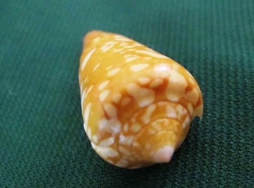 Conus Crocatus 47 mm F++ yellow COLOR PATTERN WOW!! | eBay