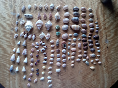 Large Lot Beautiful Seashells Sea Shells over2 Lbs Best Value & Price ...
