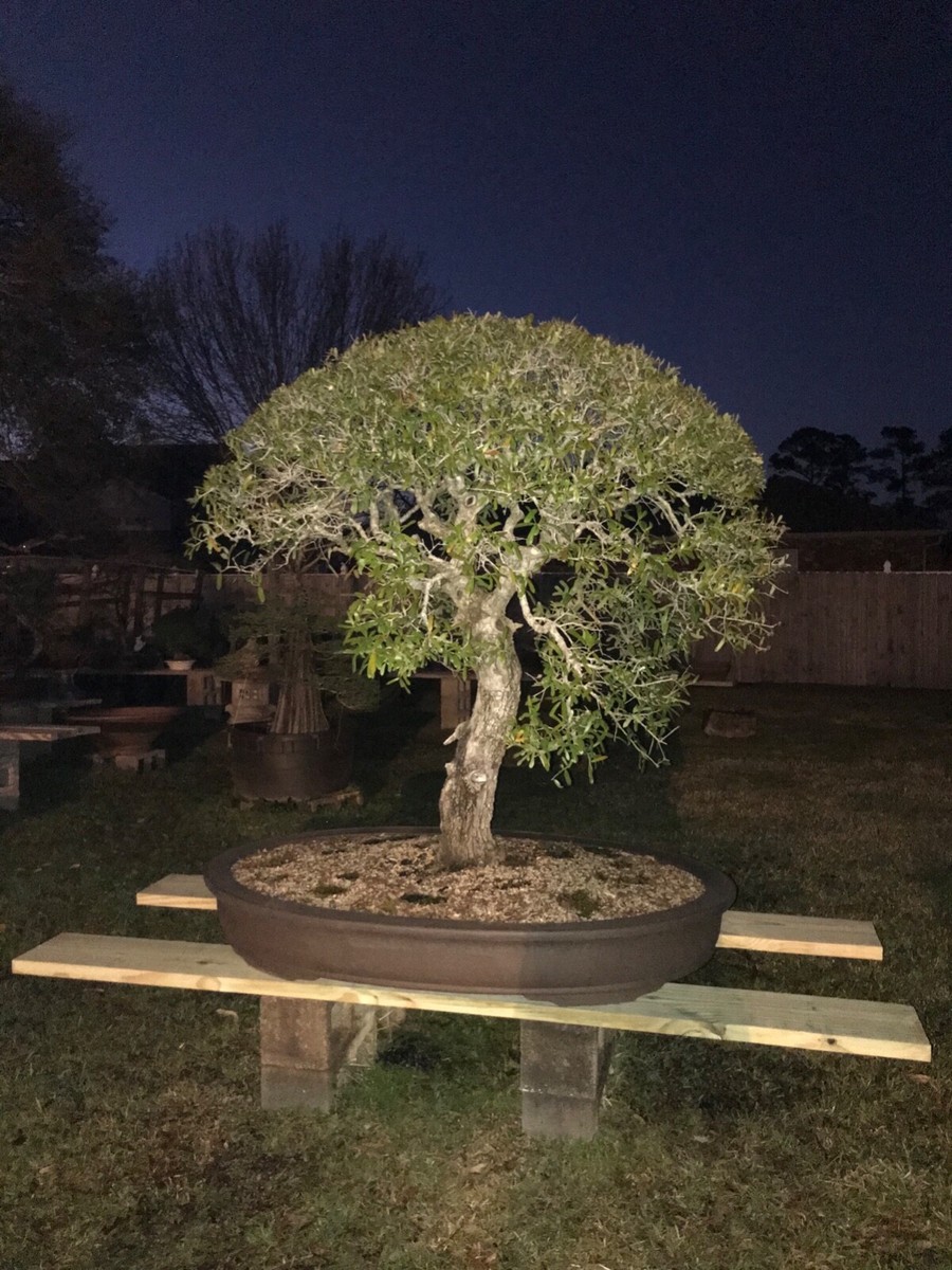 Oak Bonsai Tree Pruning And Repotting Coast Live Oak Bonsai Tonight