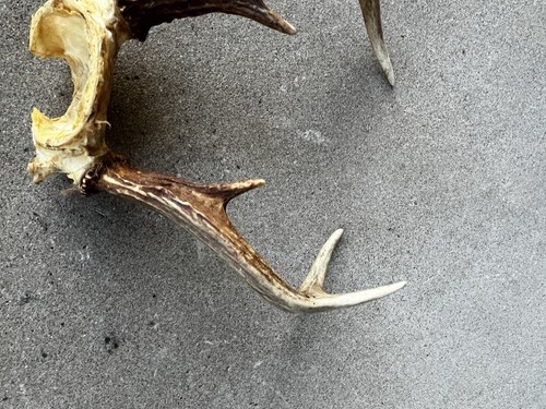 6 Point Whitetail Buck Antlers - Deer Taxidermy (Hb1) | eBay