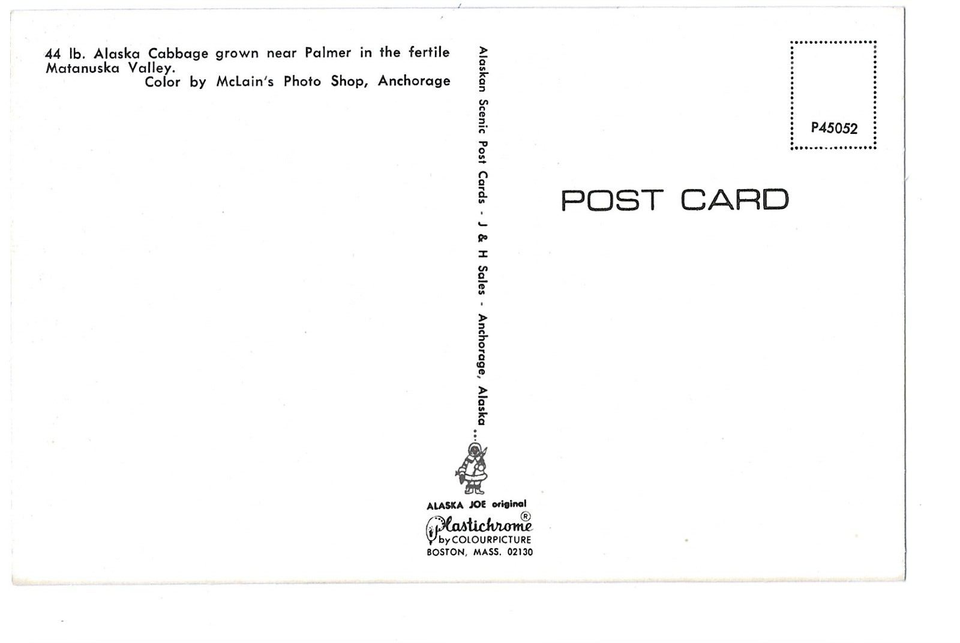 Giant Cabbage Alaska Postcard, Palmer, Matanuska Valley, Unposted ...