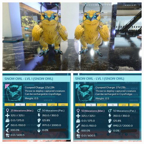 ARK ASA PVE OFFICIAL PAIR CLONE SNOW OWL GOLD #245 LVL01 EXTINCTION PC ...