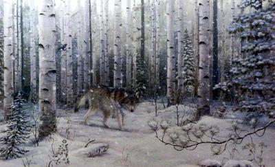 Mark Daehlin "Watched" Wolf Art Print Image Size 33"X 17" Plus White ...