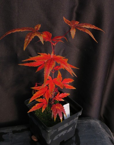 Seed-Grown Acer Palmatum 'Japonicum' Japanese Maple Tree 2025 Seedling ...