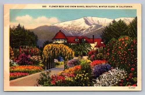 Postcard California Flowers Snowy Mountains Mid-Winter Scene Linen ...