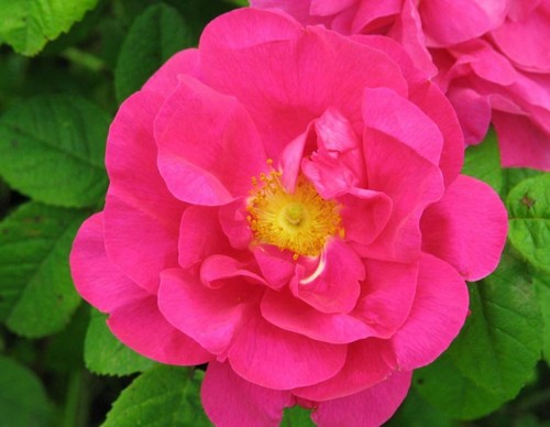 Rosa galica officinalis seeds (Old Red Damask Rose) and Rosa Canina ...