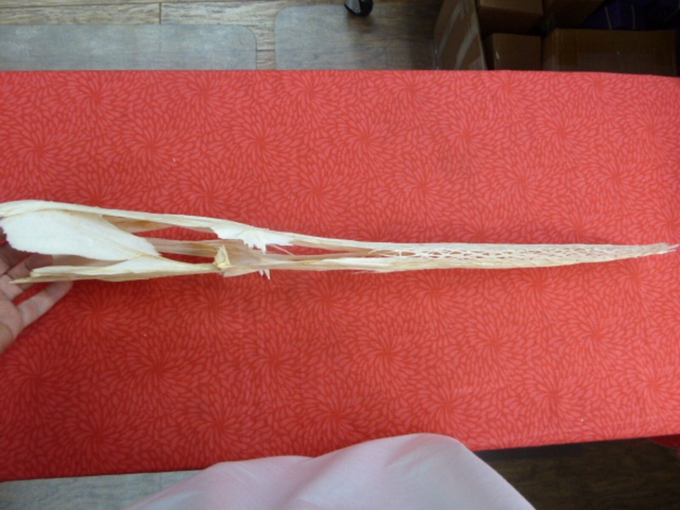 W3-k) 23" Paddlefish skeleton head bill Polyodon spathula spoonbill ...