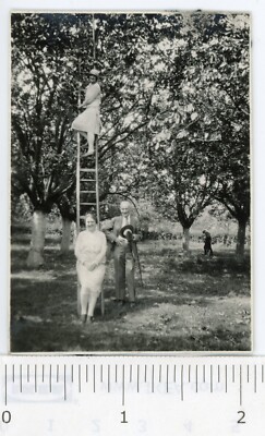 1920s Photo Girl Woman on Ladder Older Couple Picking Apples Orchard Trees | eBay UK