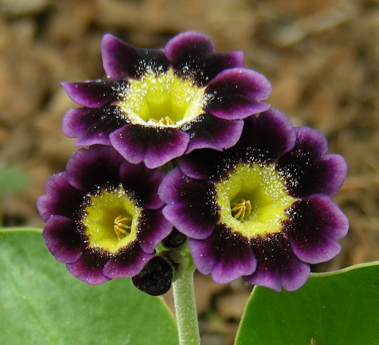 Garden or Border Auricula Seeds : Mixed Colours : Alpine Primula ...