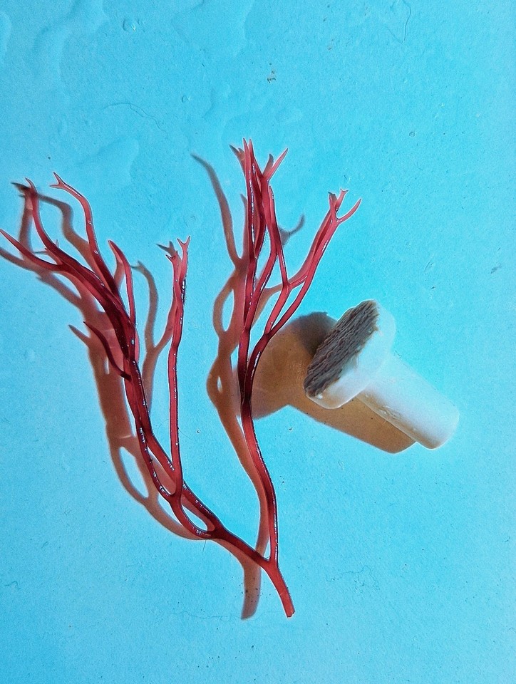 Marine macro algae , Sarconema filiforme , Birds Nest Algae | Display ...