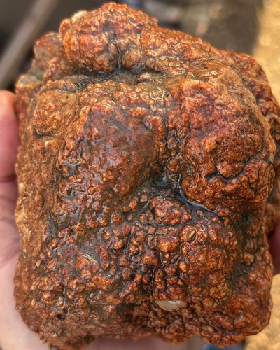 Large Coprolite Fossil dinosaur | eBay