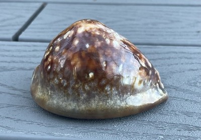 Cypraea mauritiana Hawaiianesis Humpback Cowrie) seashell GIANT! 88.9mm ...