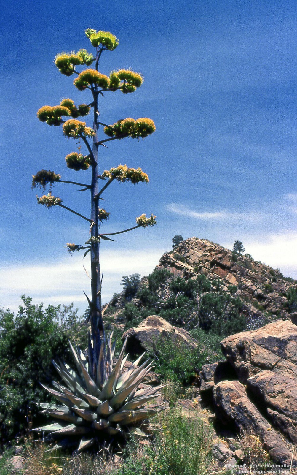 Agave Americana Blue Century Plant Pup Sprout for sale. Grows Huge ...