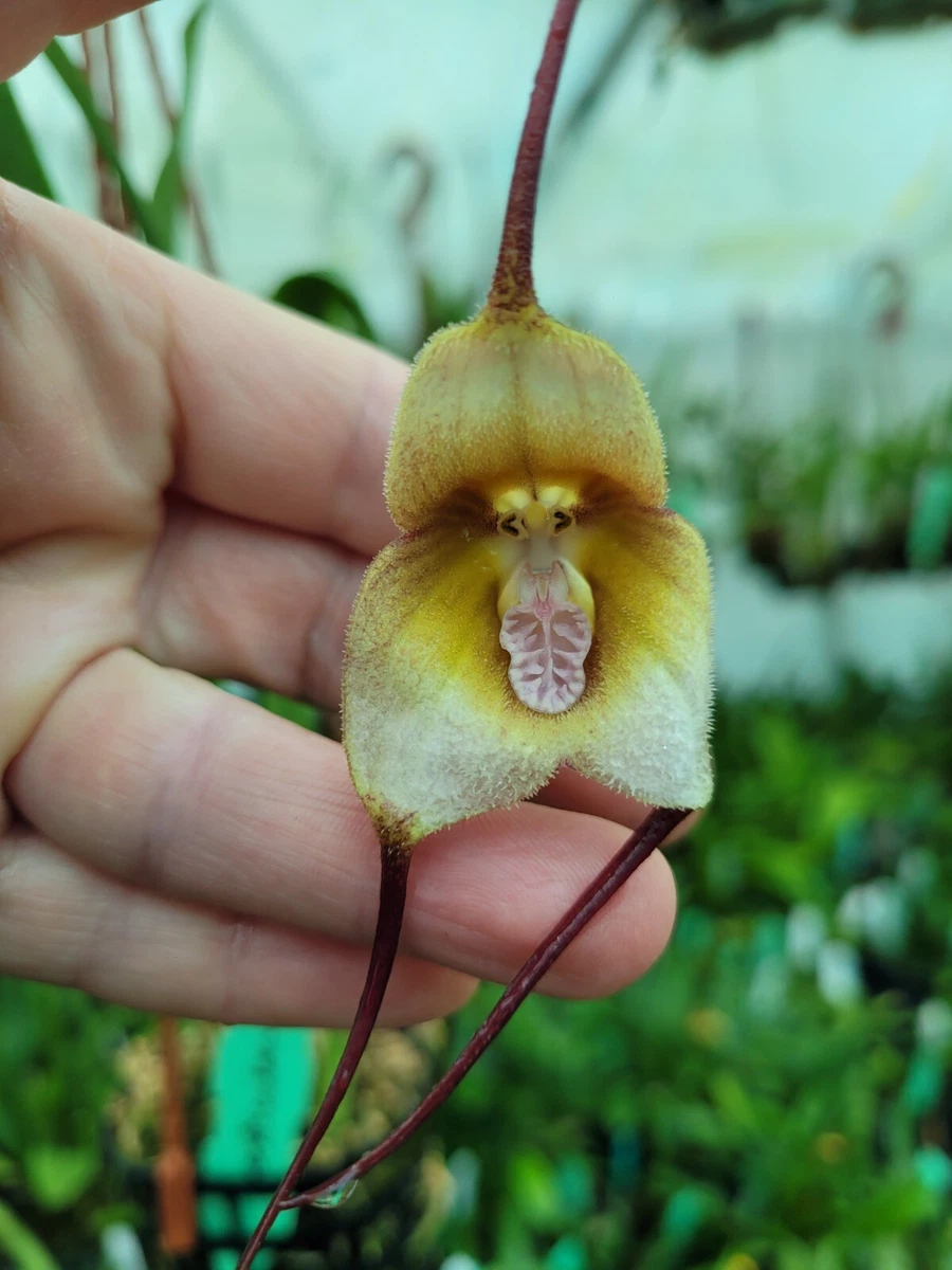 Monkey Face Orchid