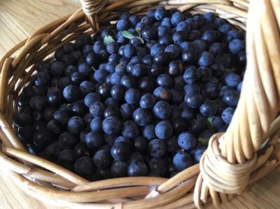 1lb FRESH Suffolk Sloes, Berries for Making Sloe Gin or Jam | eBay UK