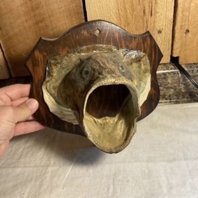 Antique Bass taxidermy fish Head mount - Ugly Taxidermy Oddities Weird | eBay