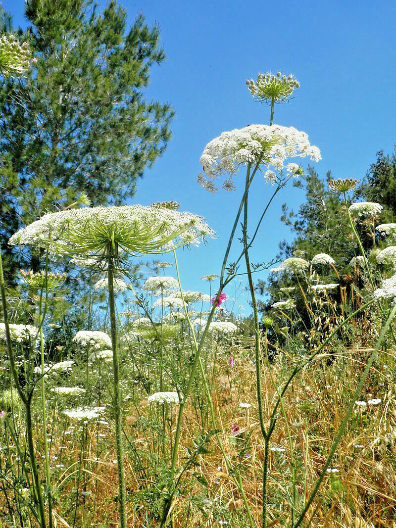QUEEN ANNS LACE 1005 SEEDS, DAUCUS CAROTA, WILD CARROT, WILDFLOWER ...