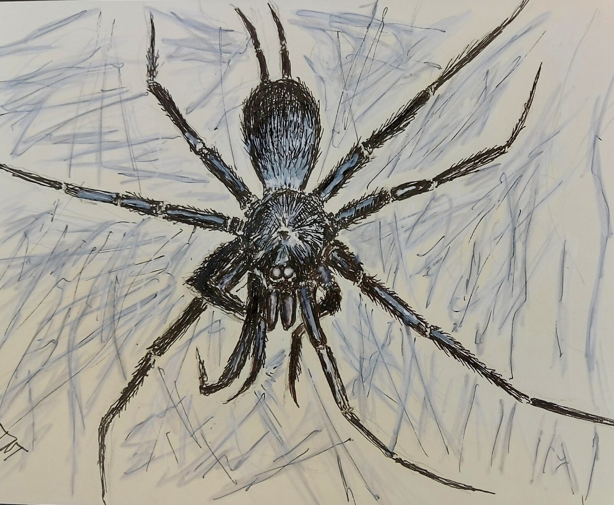 Realistic Spider Drawing 4,289 Realistic Spider Web Stock Vectors And