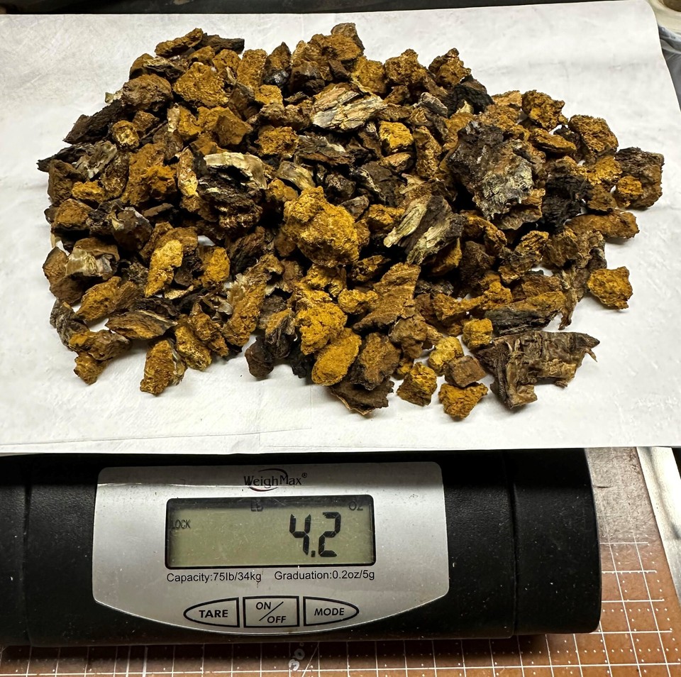 Organic Chaga mushroom large chunks and coarse ground you pick | eBay