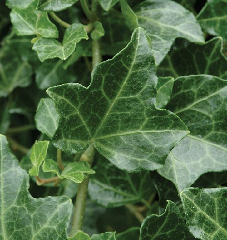 3 Baltic Ivy Sub Zero, Rooted cuttings Climbing Vine Ground Cover | eBay