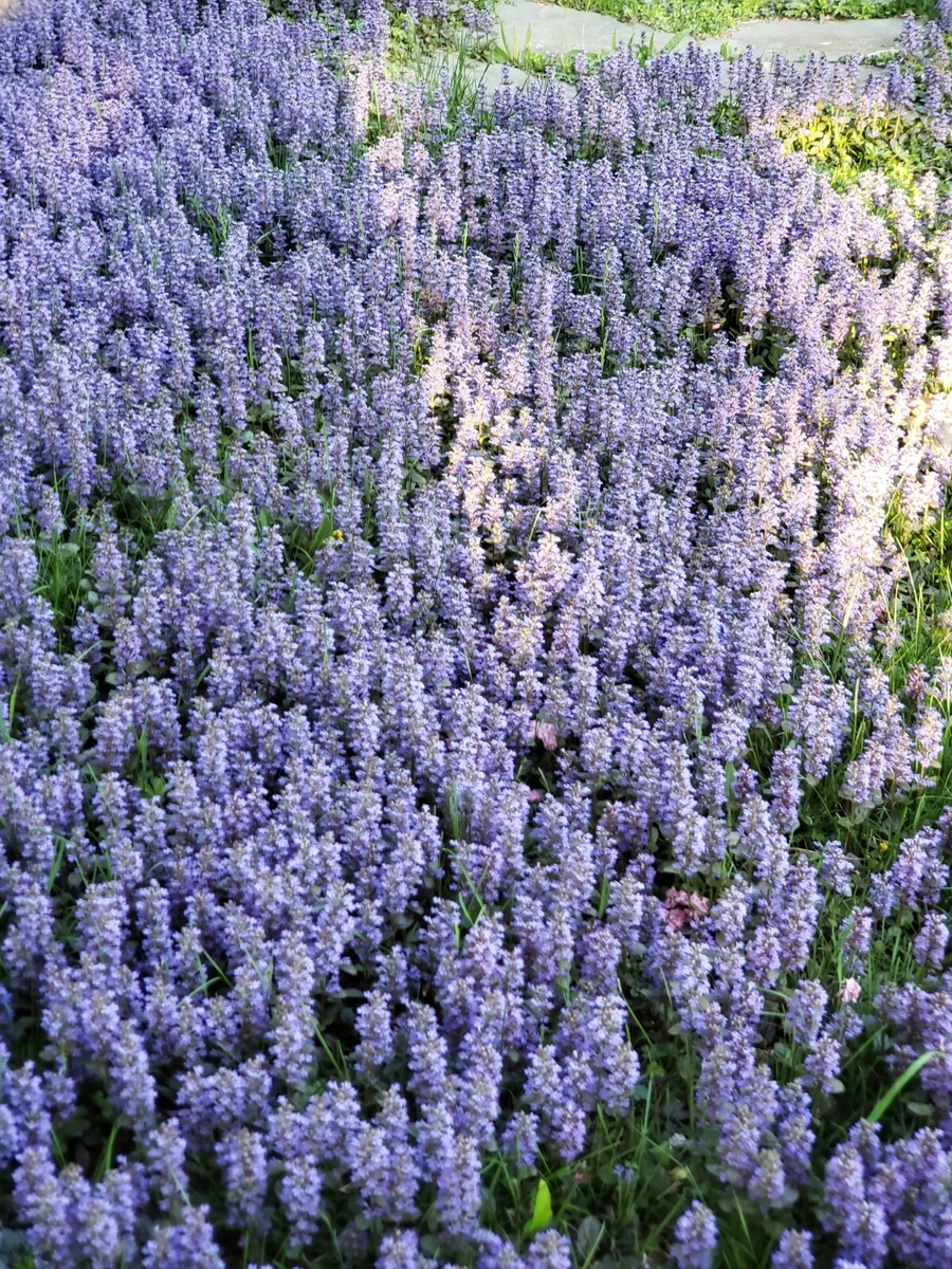 Ajuga Ground Cover