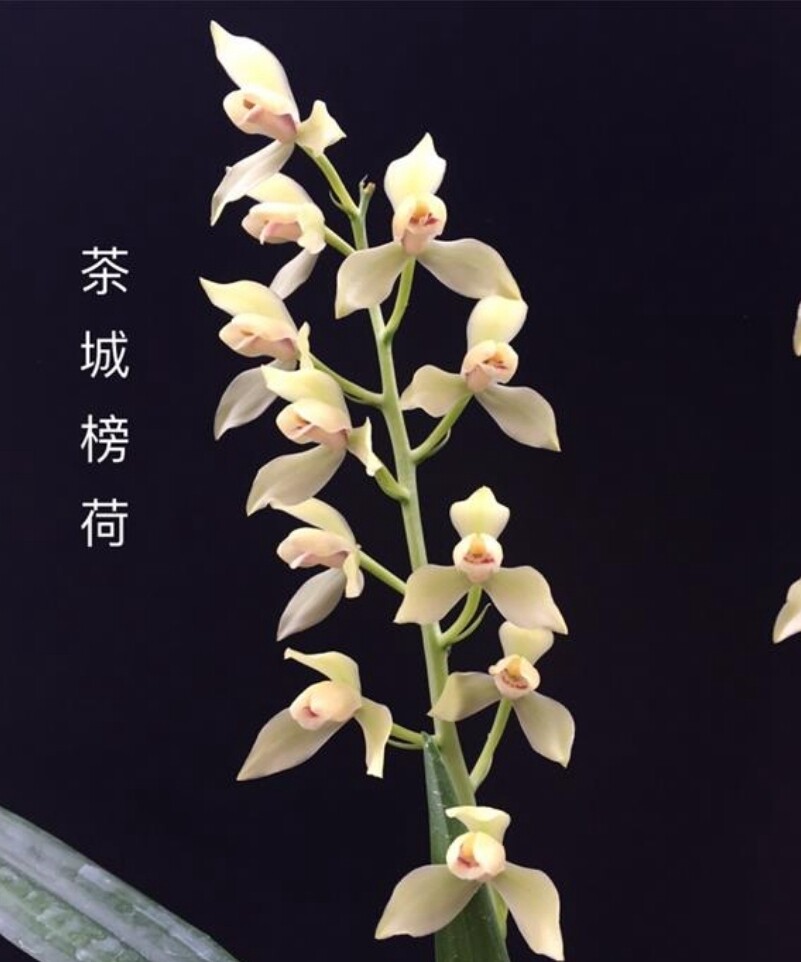 Orchids For Sale >> Orchids-care.info