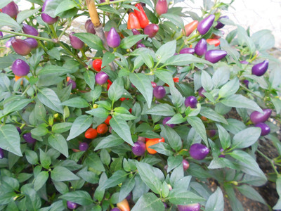 Pretty in Purple Chili 10 Samen -schöne Violette- Chili Chilisamen ...