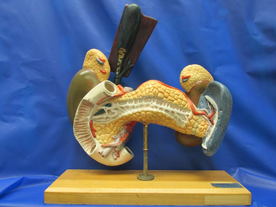 Denoyer-Geppert Model Pancreas Kidney Liver Anatomical Vintage All ...