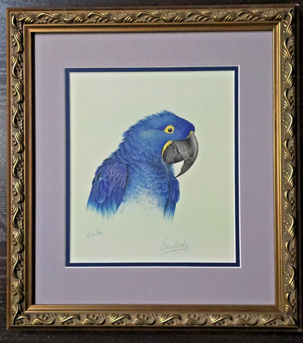 Eric Peake Hyacinth Macaw Signed Artwork Print of Parrot w/Pale Green ...