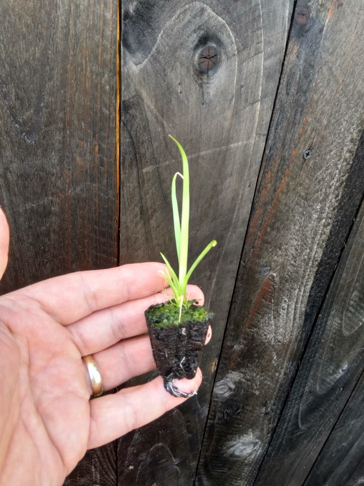 Bulrush Bull rushes Reeds Plants 1 x Bullrush Garden Pond Marginal Plug ...