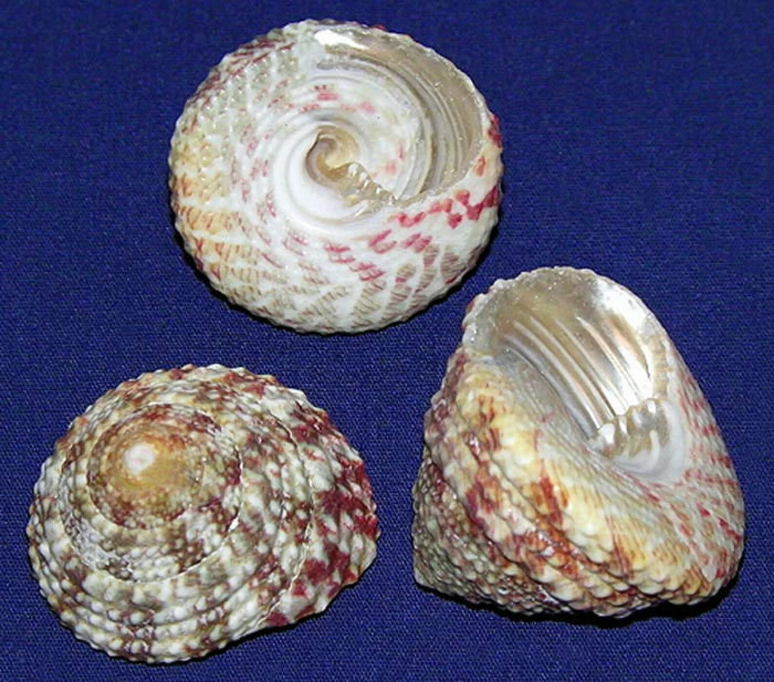 Trochus Sacellum ~Troca Snail Seashell ~1"-1-1/4"~ (2 Shells) | eBay