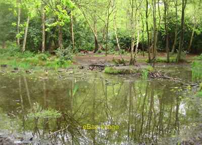 Photo 12x8 Pond in Queen Elizabeth Park Farnborough c2015 | eBay UK
