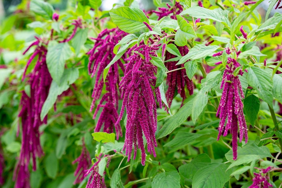 Amaranth Love Lies Bleeding Seeds, Inca Wheat, Tassel Flower, NON-GMO ...
