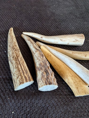 20 Pack Antler Crafting Tips * Premium Elk And Deer * Large* 3"-4" | eBay